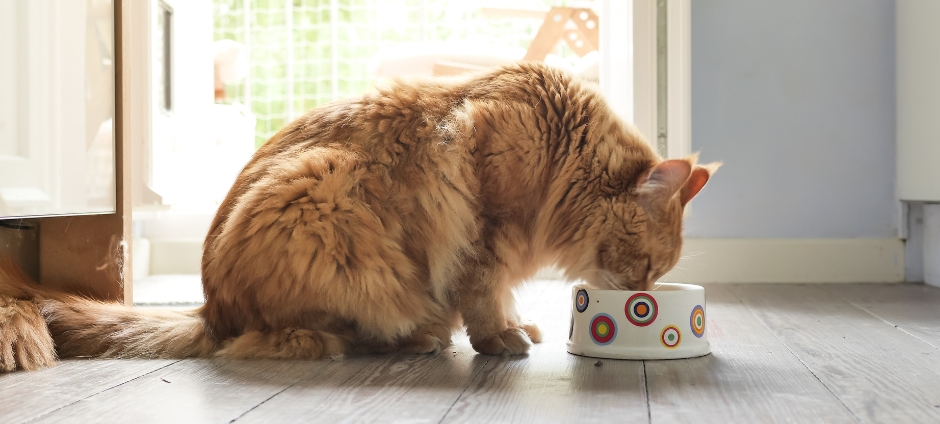 How Often Should You Feed Your Cat? The Best Feeding Schedule! - GoFoodPet